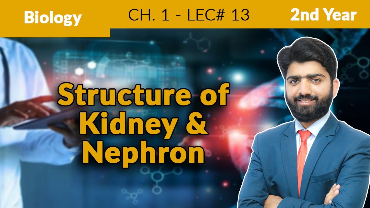 12th Biology Ch 1 Structure of Kidney & Nephron - 2nd Year class ...
