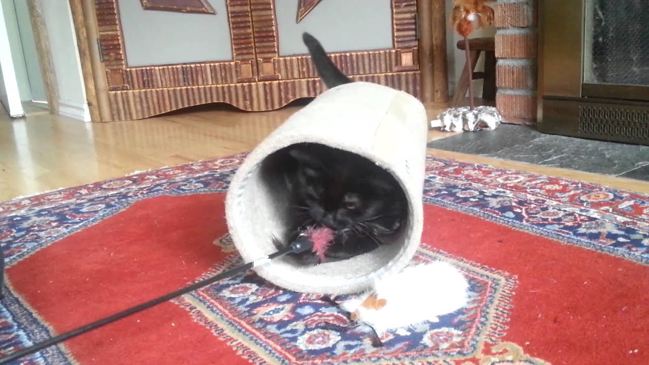 Kitty Cave - World's BEST Cat Cave™ - YouTube