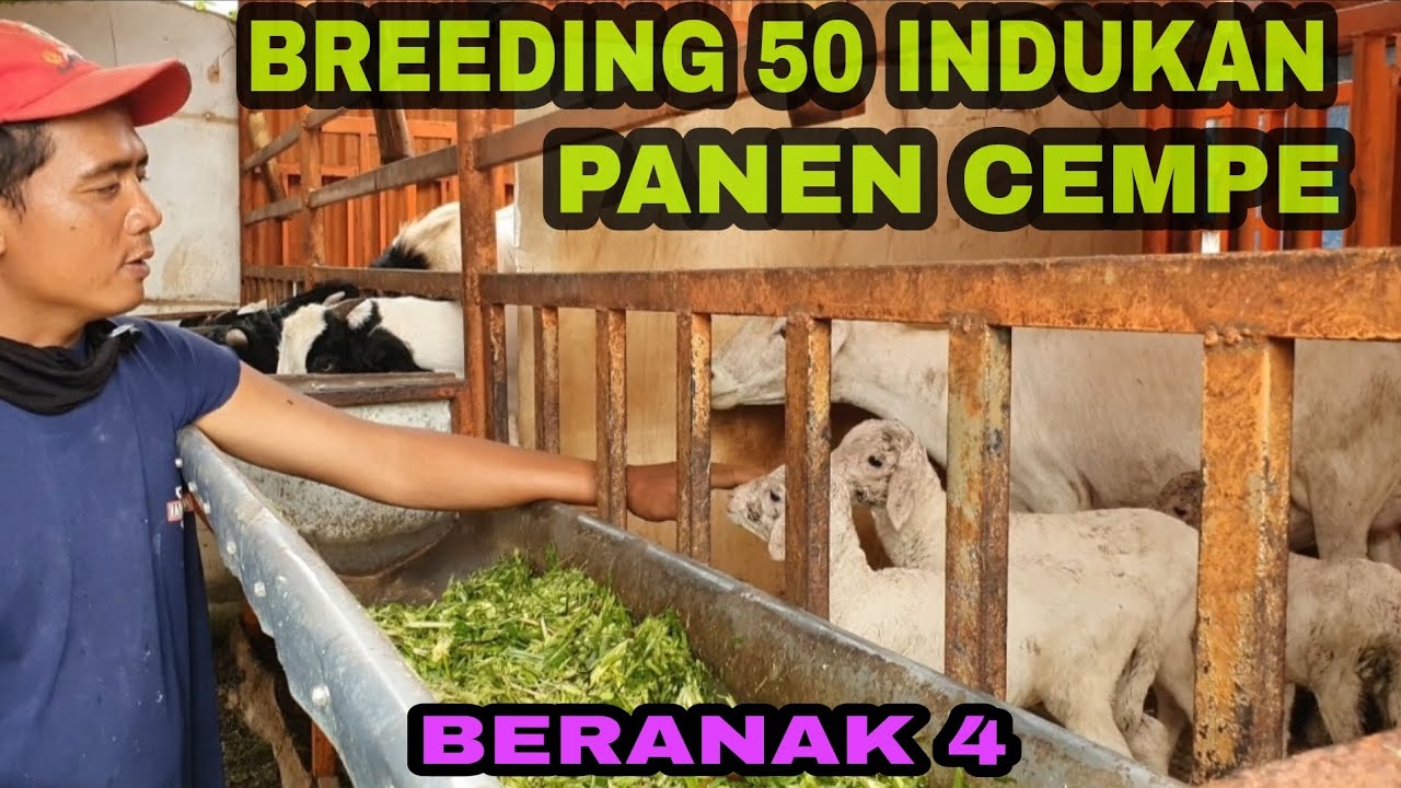 BREEDING 50 INDUKAN KAMBING DAN DOMBA PANEN CEMPE ||SCOOTRETT INDONESIA ...