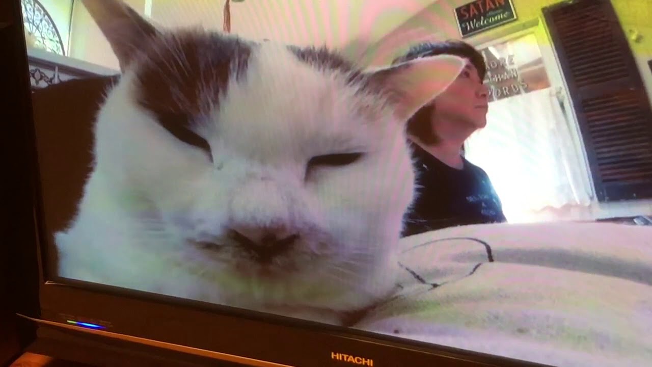 Staring an old beauty cat（Umekichi） - YouTube