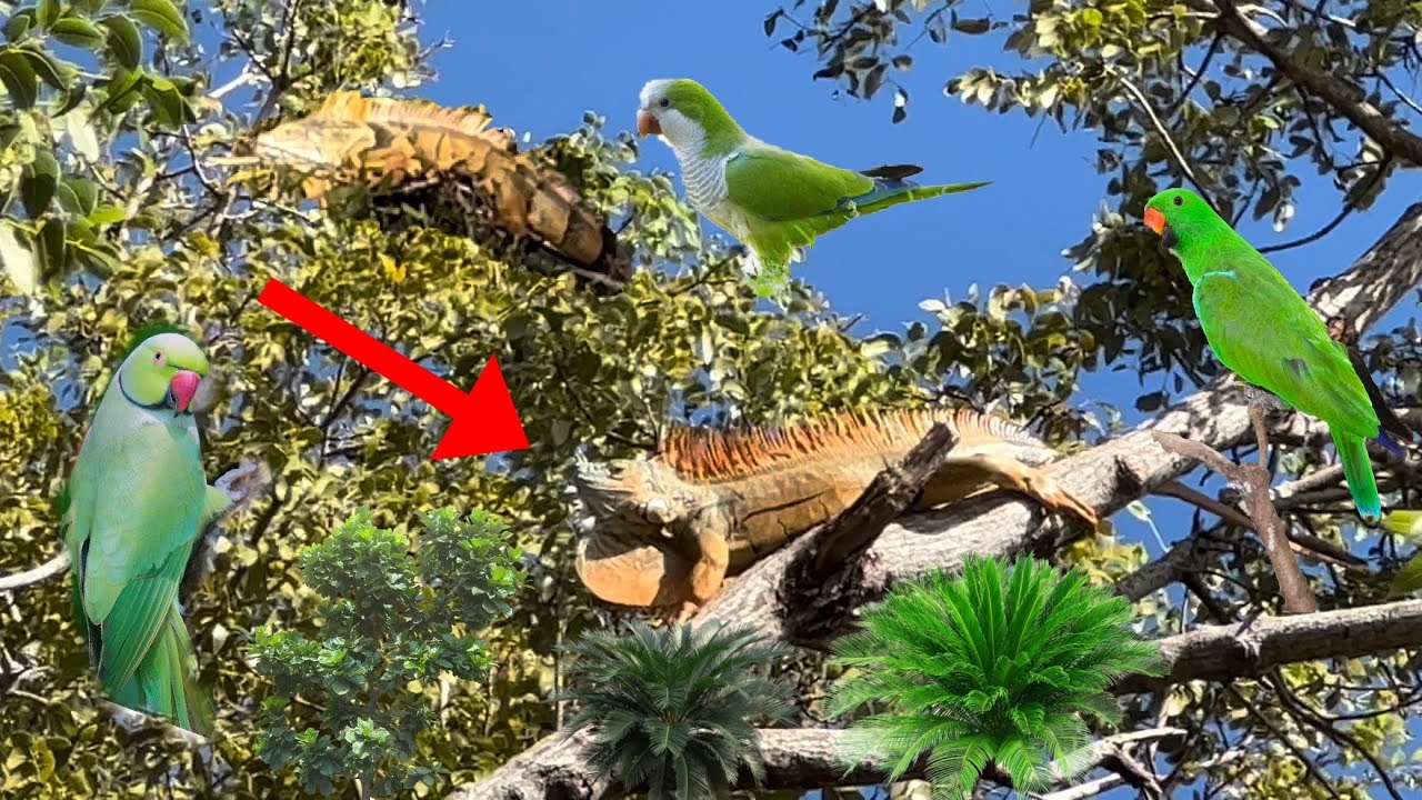 Day 46 -Hunting iguanas by hand in Parrot Nesting ecosystem! Raj the ...