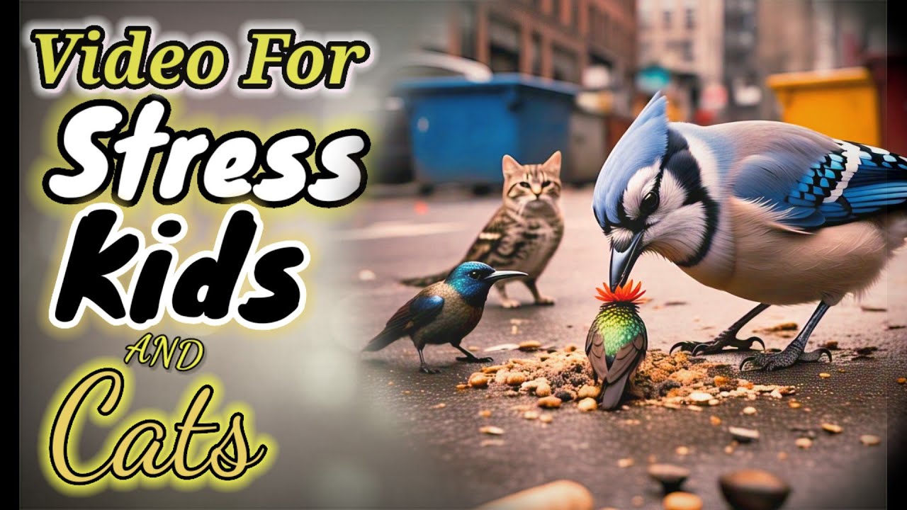 Cat TV for Cats to Watch Part #42😍| Good Afternoon ️ - YouTube
