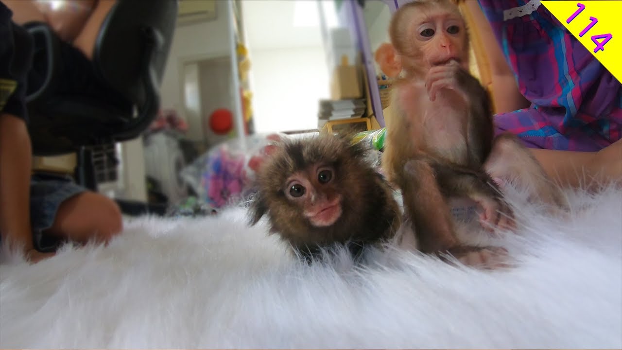 🐵Monkey Baby Bop Massage for Monkey Smallest in the world..so adorable ...