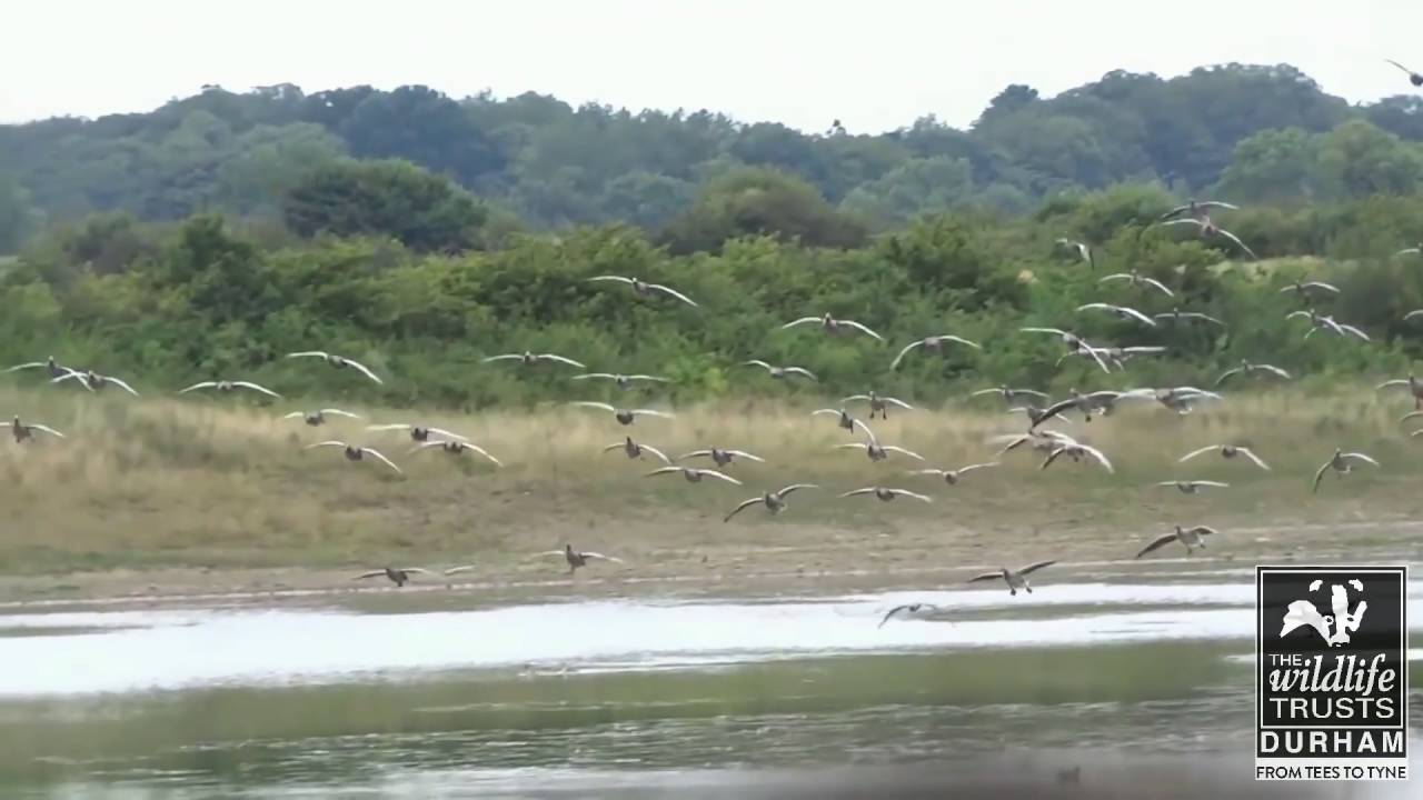 Whiffling Greylag Geese - YouTube