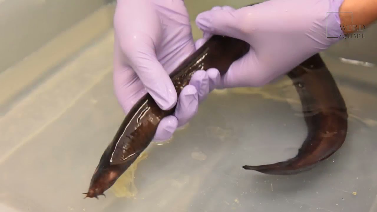 Hagfish | Hagfish, also known as slimy eels or slime eels, are so named ...