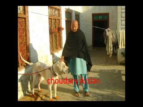Pakistan bull dog : choudary Shaki choudary Taleb choudary irfan from ...