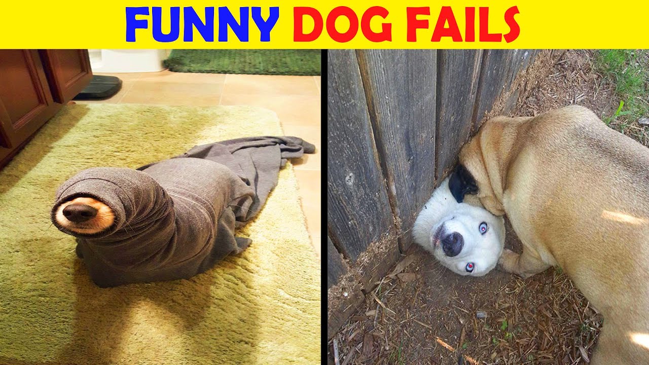 Dog Fails That’ll Make You Feel Guilty For Laughing (NEW PICS) - YouTube