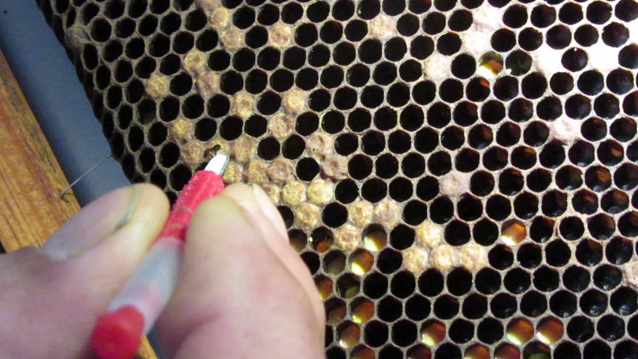 La naissance d'une abeille - YouTube