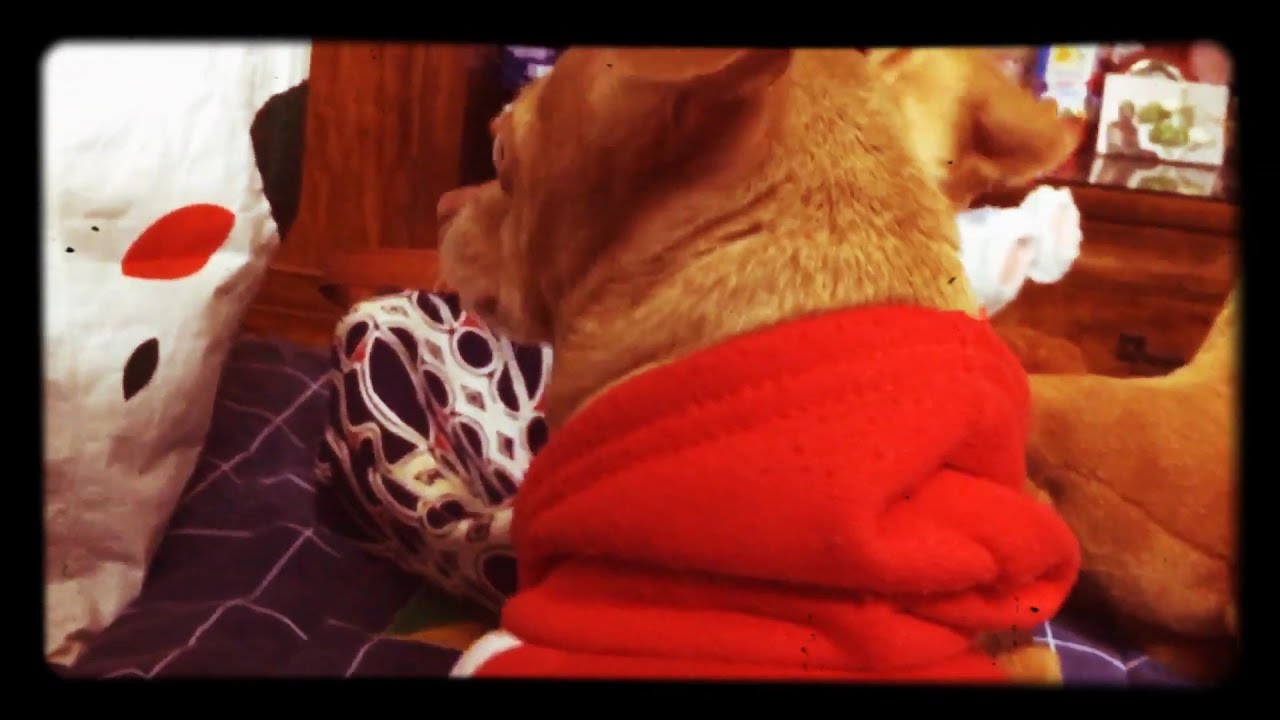 Introducing the REAL Mickey the Communist Dog!!!! - YouTube