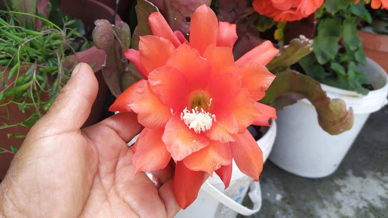 Las Suculentas de mi jardín | Fabi Plantas 🌺 #sucus - YouTube