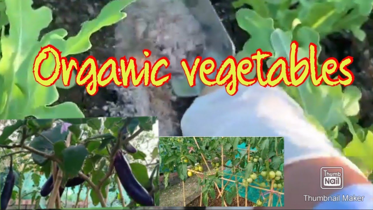 Applying Organic Fertilizers and How to use it.?/Organic Vegetables ...