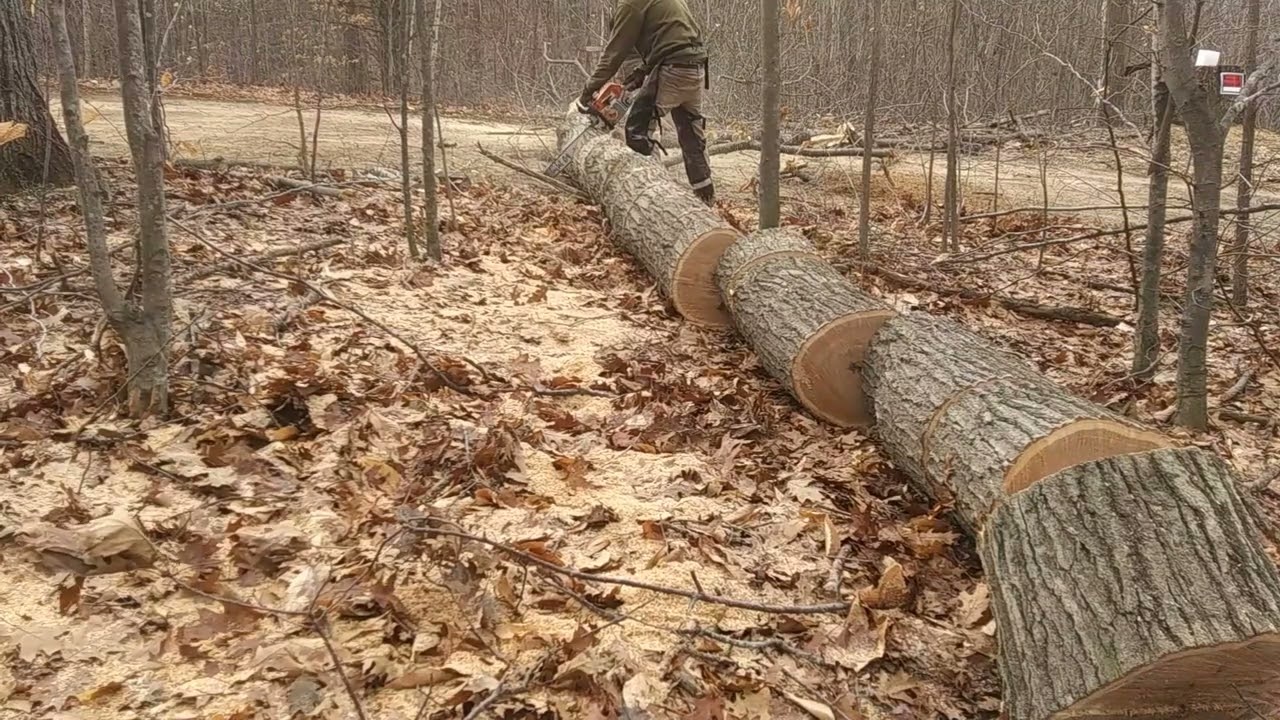 Stihl Chainsaw MS311 #Cutting ( Bucking Up A Black Oak Tree #🌳 - YouTube