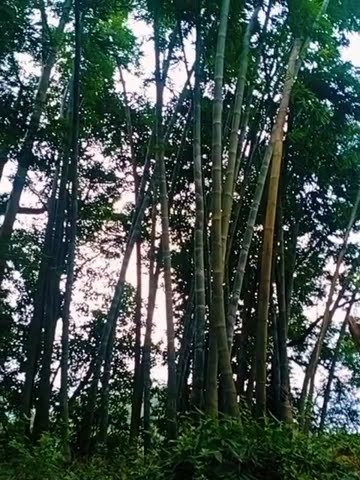 Giant Bamboo species at Kalinga research garden #Odisha # SN ...