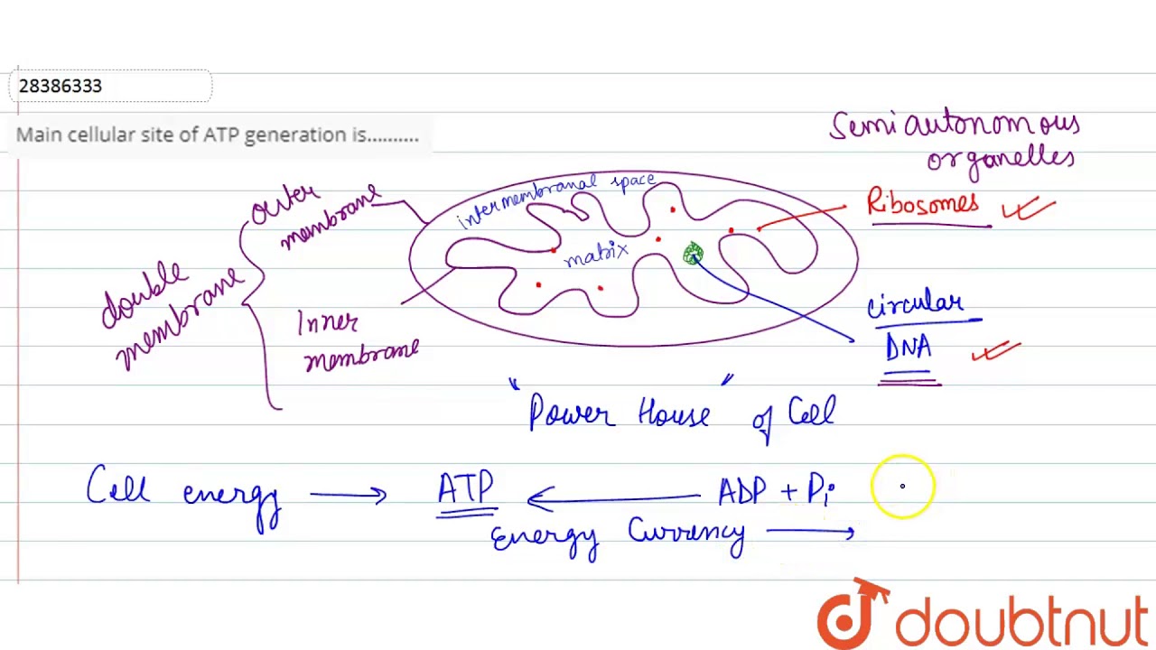 Main cellular site of ATP generation is . - YouTube