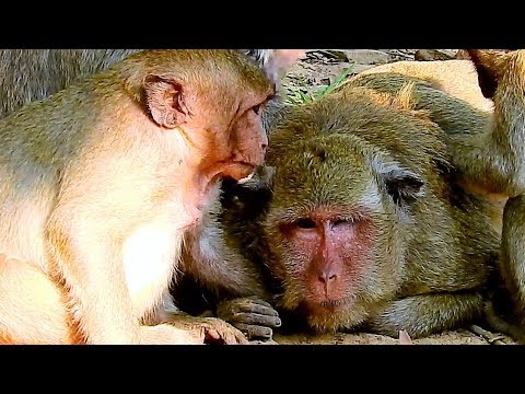 Sweet Pea's Hand Still Disturb Popeye Near Babies Monkey. - YouTube