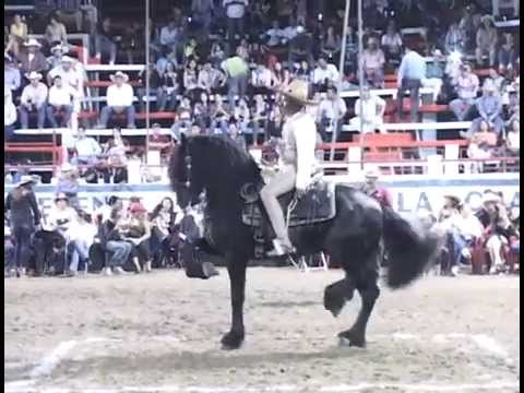 Caballos de baile, Frissian, Español, criollo, Ibero, moro, Con banda ...