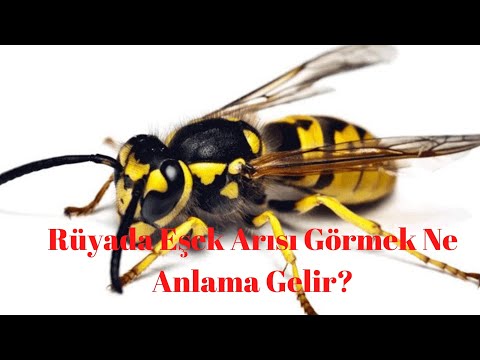 Rüyada Eşek Arısı Görmek Ne Anlamadır?, Rüyada Eşek Arısı