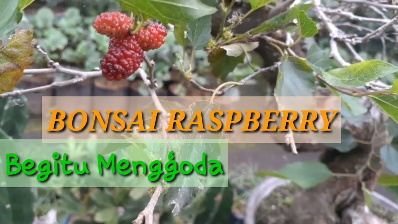 BONSAI RASPBERRY BEGITU MENGGODA - YouTube