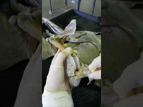 ARTICULACIÓN DE LA RODILLA DEL PERRO - YouTube