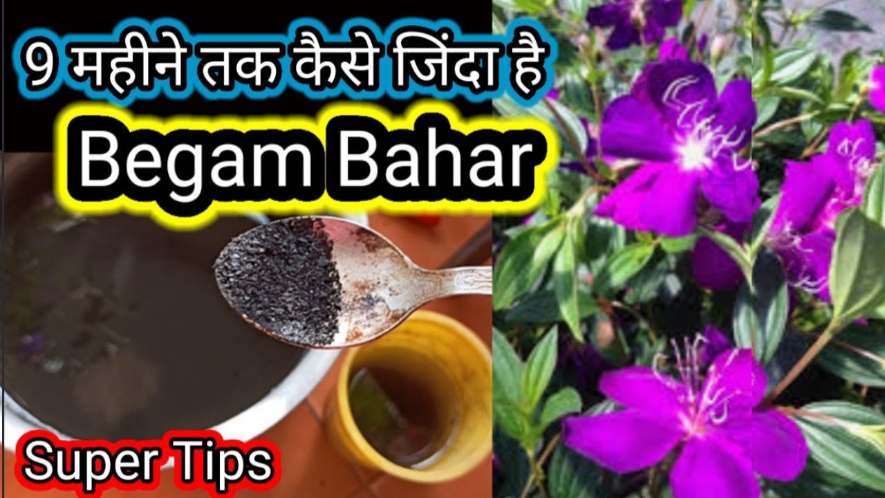 🔴Begum Bahar/Tibuchaina plant growing & care tips|How to grow & care ...