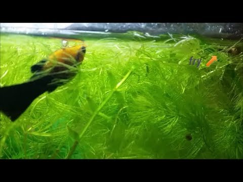 Molly fry hiding places - how to breed and raise molly fry with their ...
