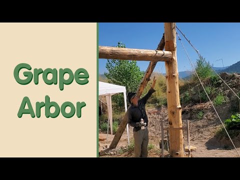 Grape Arbor