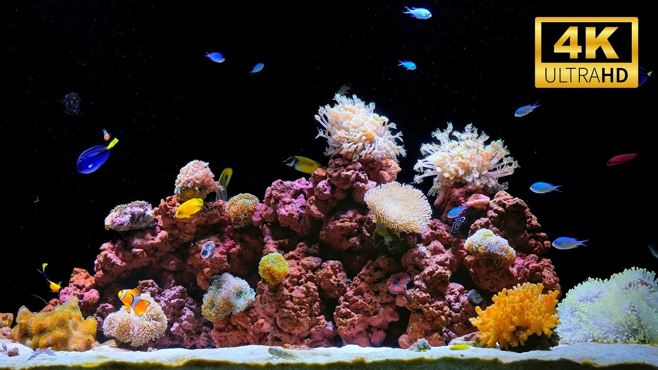 Relaxing Aquarium 12 Hours | Beautiful 4K Fish Tank for Sleep ...