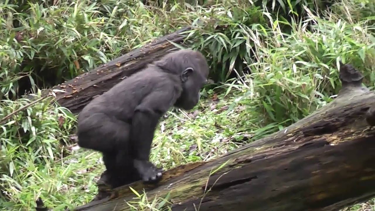 Baby Monkey ( Fail ) - YouTube