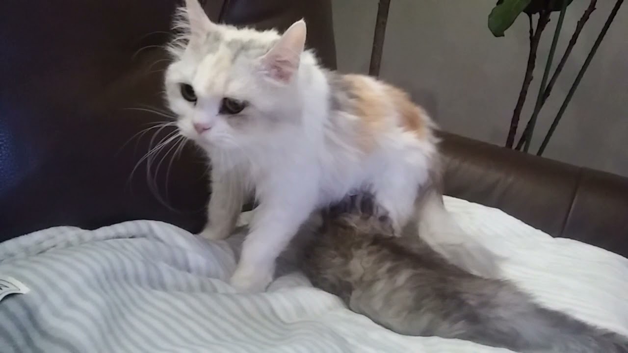 마지막으로 젖먹는 아기고양이 먼치킨 Youtube