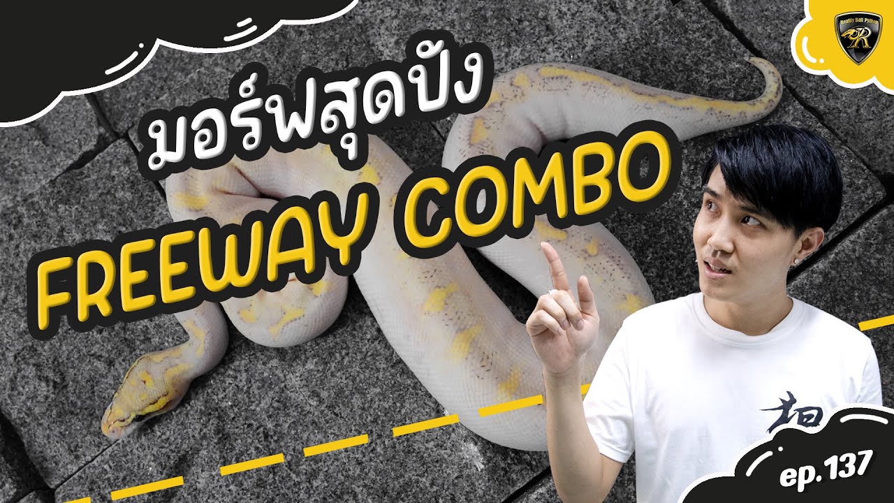 งูบอลสาย Freeway Combo จะสวยขนาดไหน?【 EP.137 | 4K 】#realityballpython - YouTube