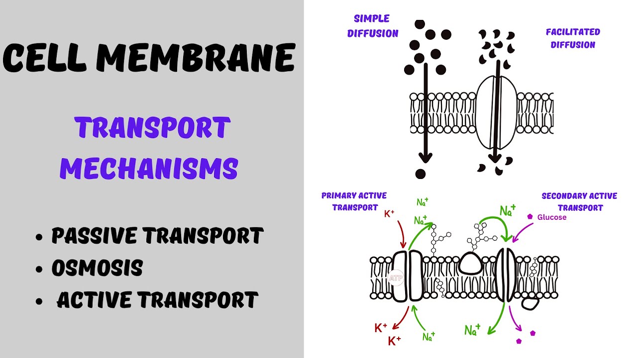 Transport across Cell Membrane | Active Transport and Passive Transport ...