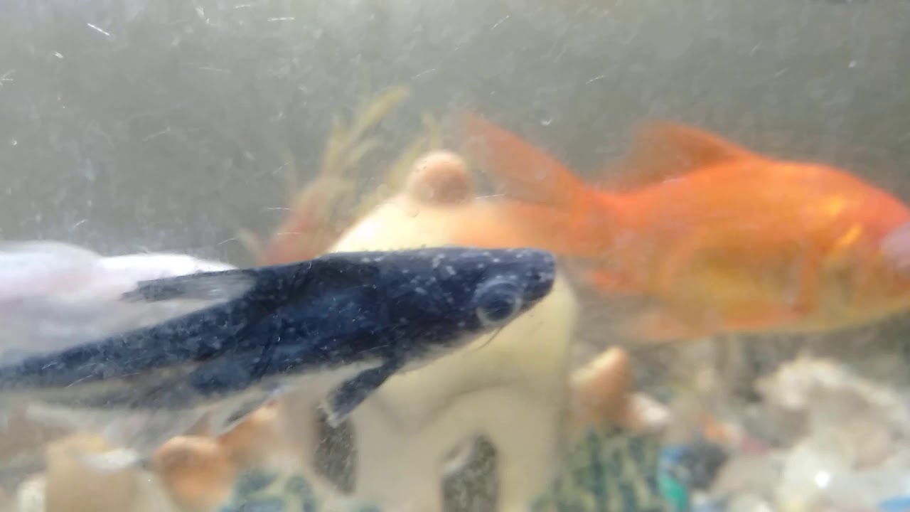 White spot disease on shark fish and is about to die - YouTube