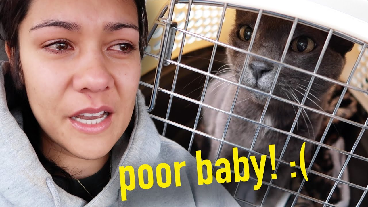 Rushing Franklin to the vet... 😰(and me being extra AF about it ...