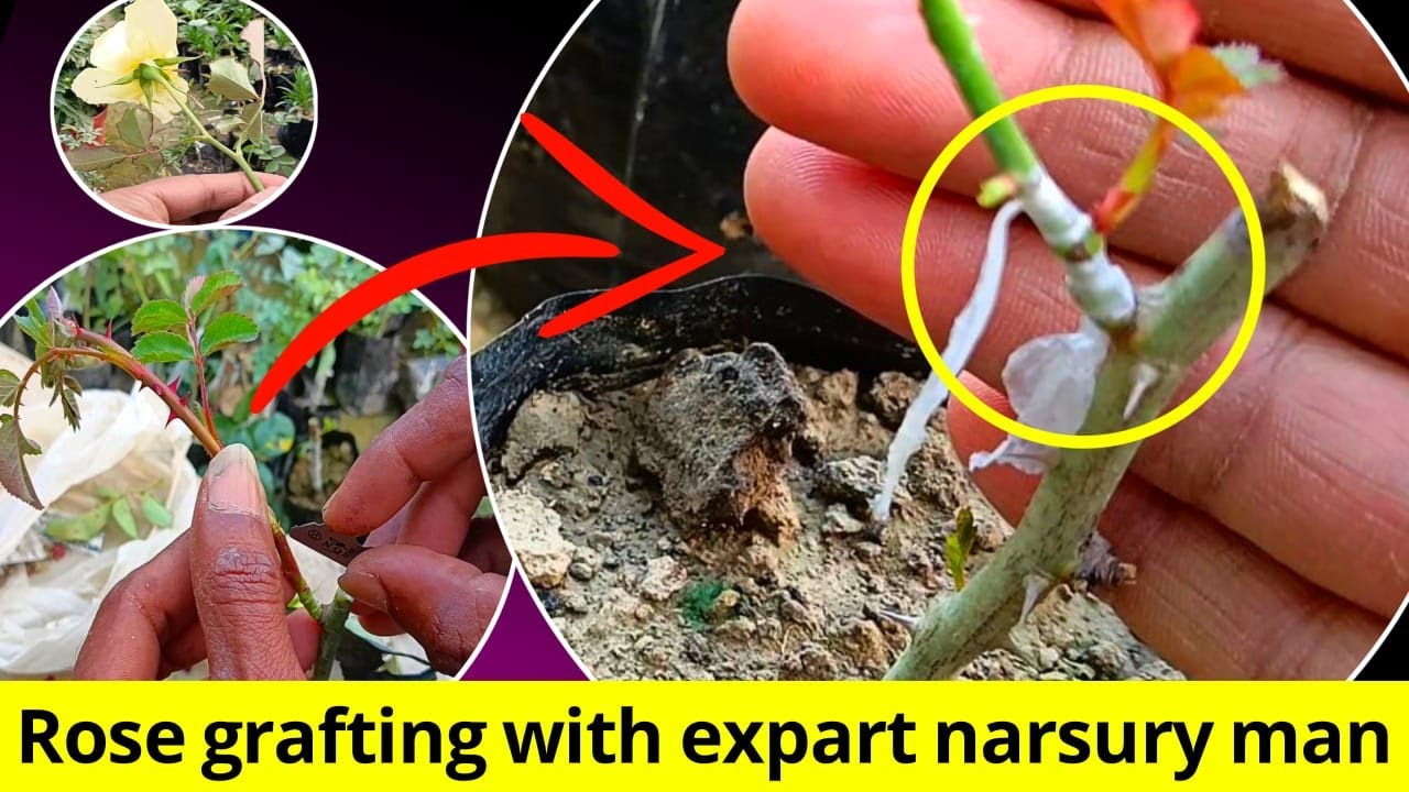 Rose Bud & Branche Grafting | Grafting Of Rose Plant With Nursery Man ...