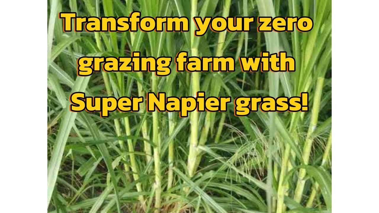 Super Napier Grass: How to grow Super Napier Grass for Zero Grazing ...