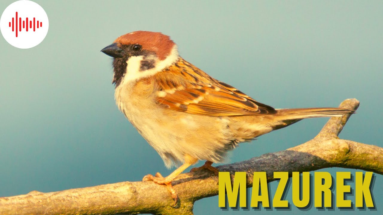 Mazurek. Wróbel Polny.Odgłosy Mazurka.Dźwięki Mazurka. Odgłosy jakie ...