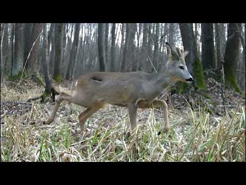 Roe deer. Spring is coming, sunny days - YouTube