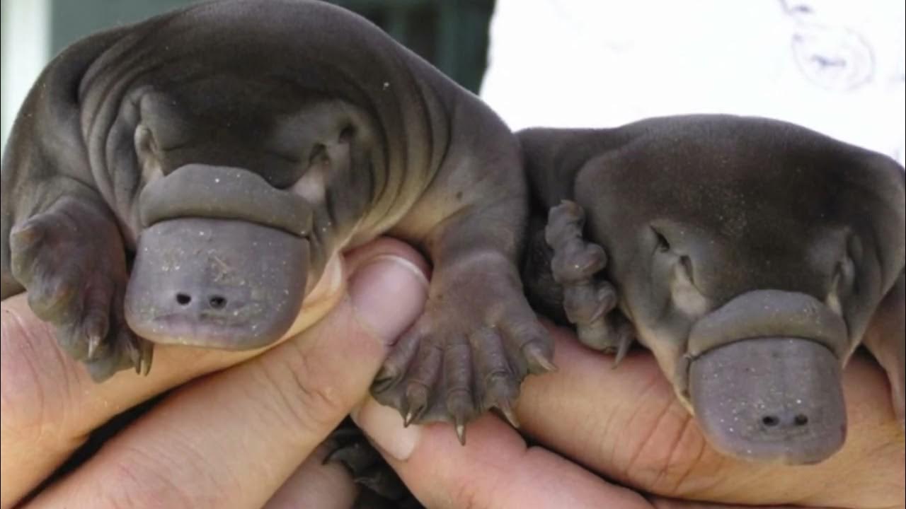 Platypus: A Nature's Oddity and Living Fossil | Australia's Enigmatic ...