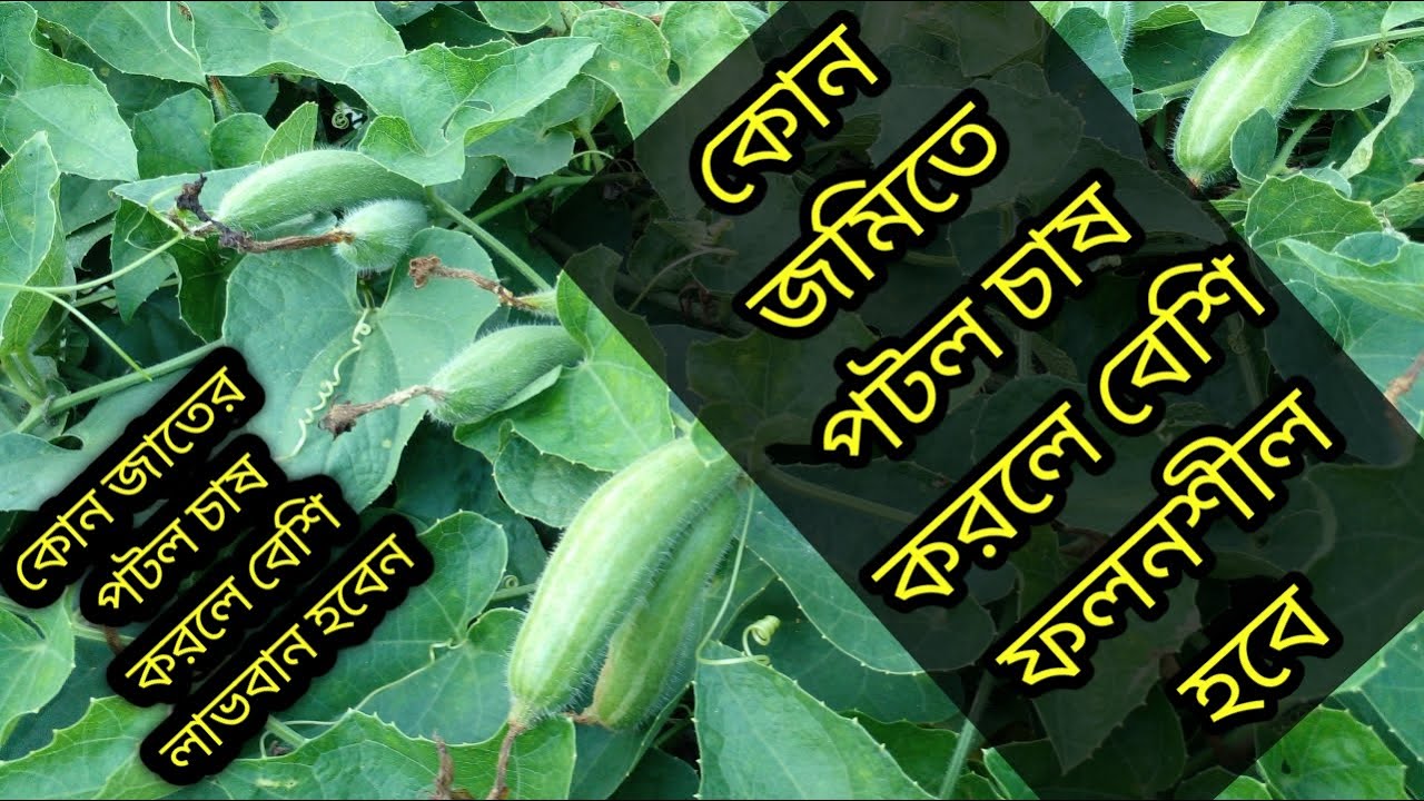 কোন জমিতে পটল চাষ করবেন, হাইব্রিড জাতের পটল।পটল চাষের জন্যে কিভাবে মাচা ...