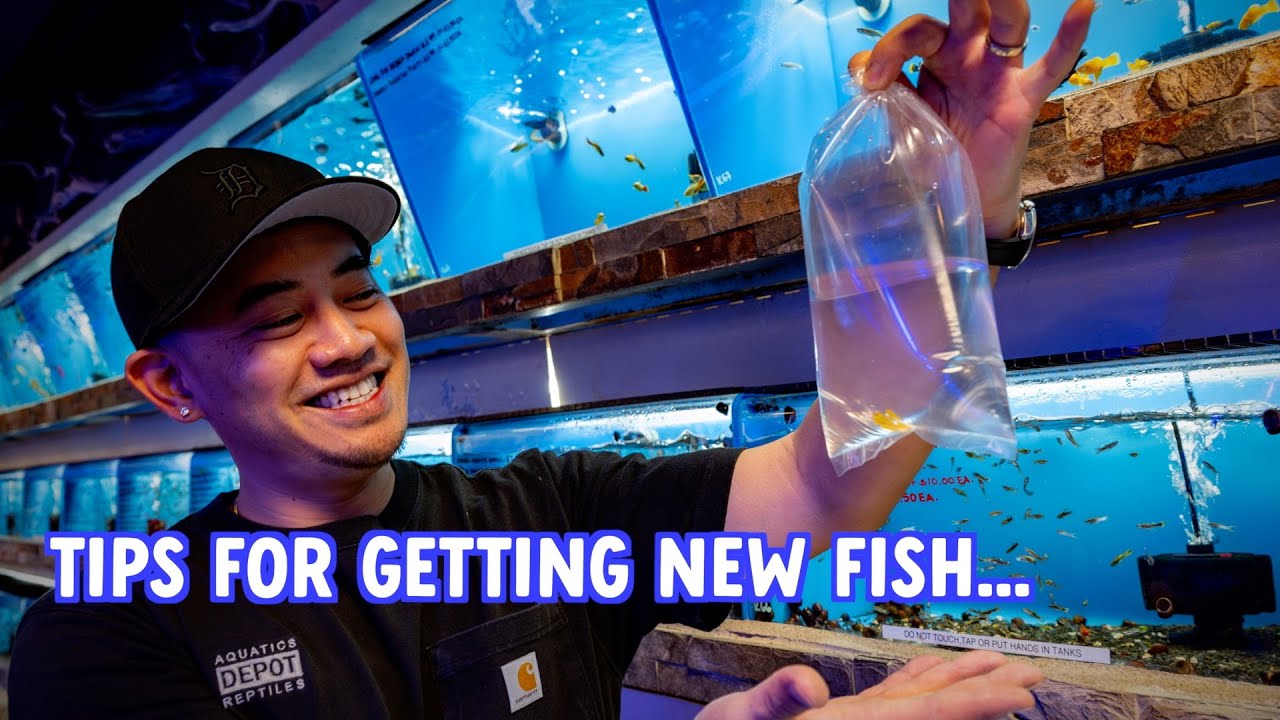 HOW TO SELECT NEW FISH FOR YOUR AQUARIUM | TIPS FOR PREPARING FOR AND ...