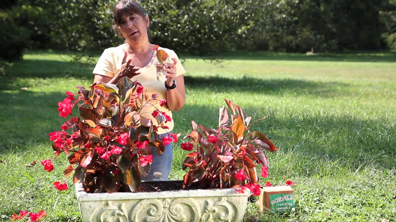 How to Root Large Leaf Annual Begonias : Begonias - YouTube