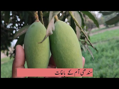 Mango garden in Sindh Pakistan ||Sindhi Aam k Baghat|| - YouTube