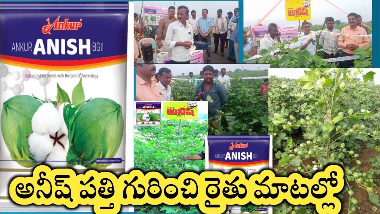 ankur company anish BG2 పత్తి విత్తనాల పూర్తి వివరాలు || top cotton ...