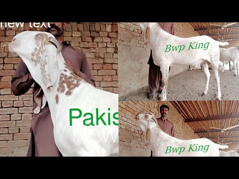 bwp king bakra - YouTube