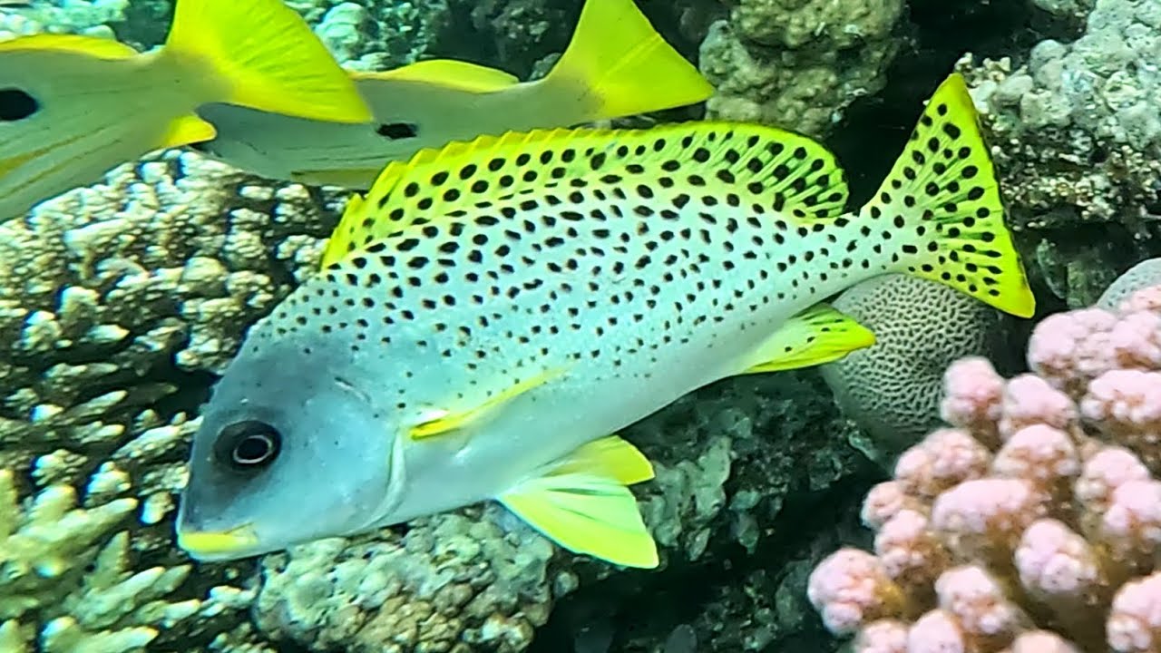 Blackspotted sweetlips (Plectorhinchus gaterinus) Blackspotted ...