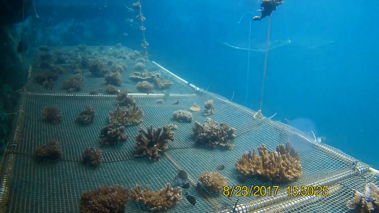 Coral Nursery Juvenile Fish Time-Lapse - YouTube