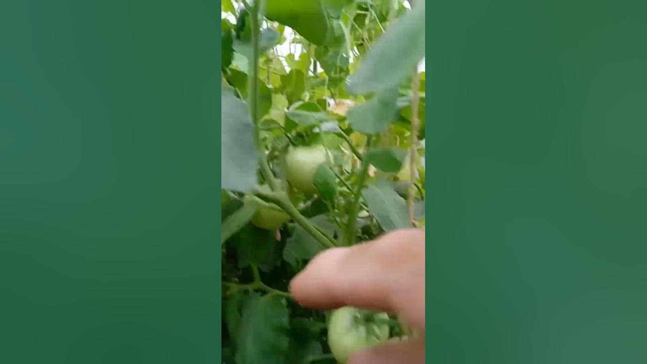 Самый лучший в мире томат 2022 г.! Высокоурожайный, среднеспелый и ...