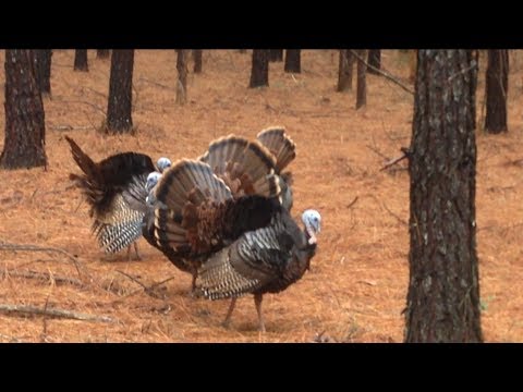 Crazy turkeys, Jake turkeys come to truck - YouTube