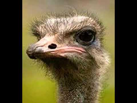 Ostrich Scream 🦆 🔊 - YouTube