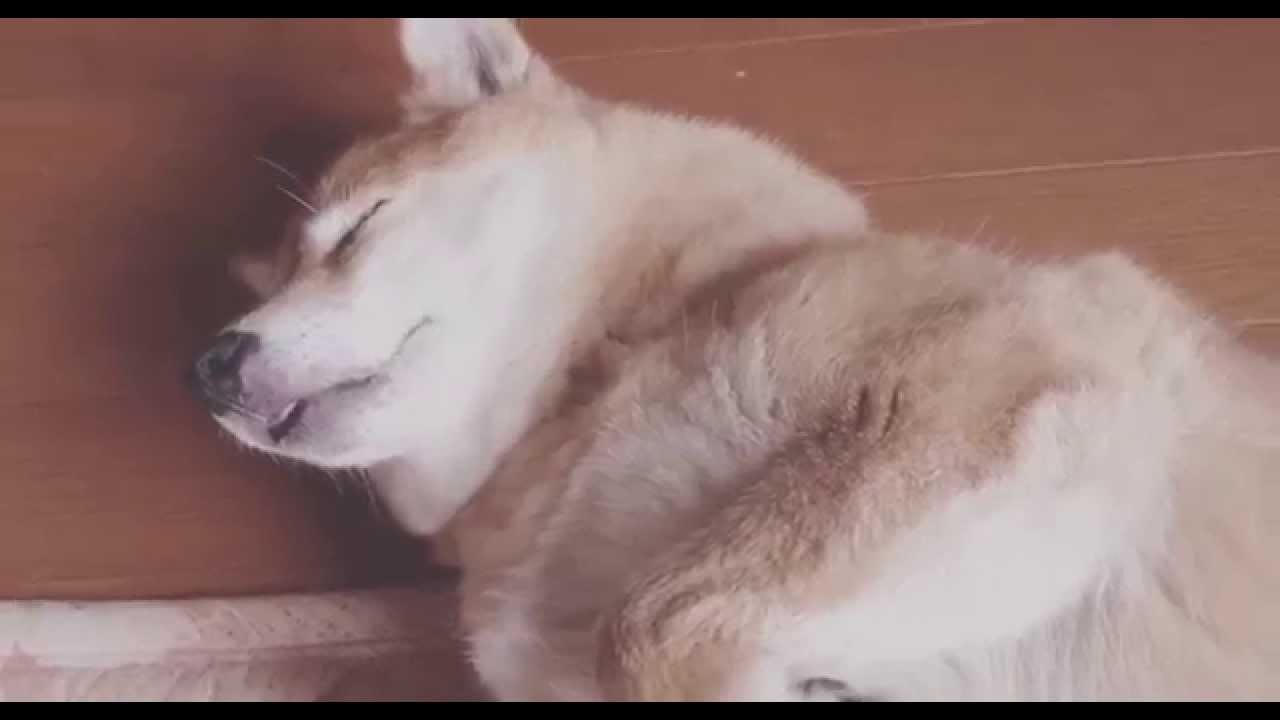 Dog in trance - YouTube